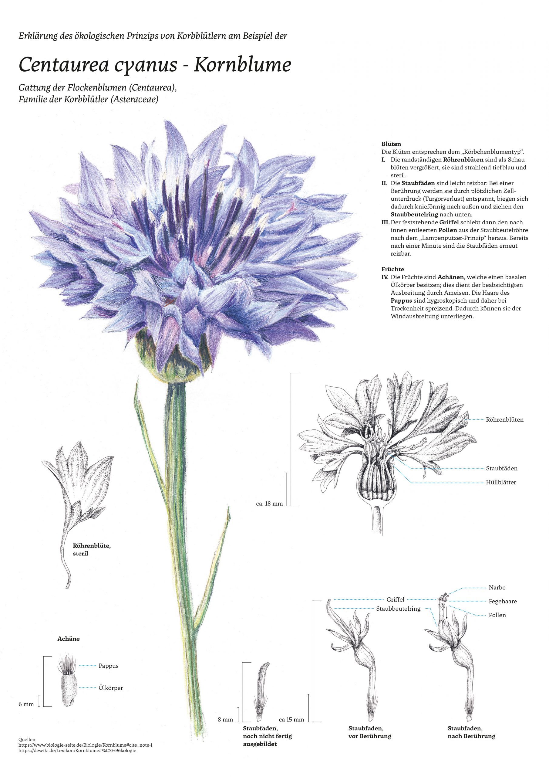 Wissenschaftliche Illustration: Botanische Schautafel "Centaurea cyanus - Kornblume " – buero wagner